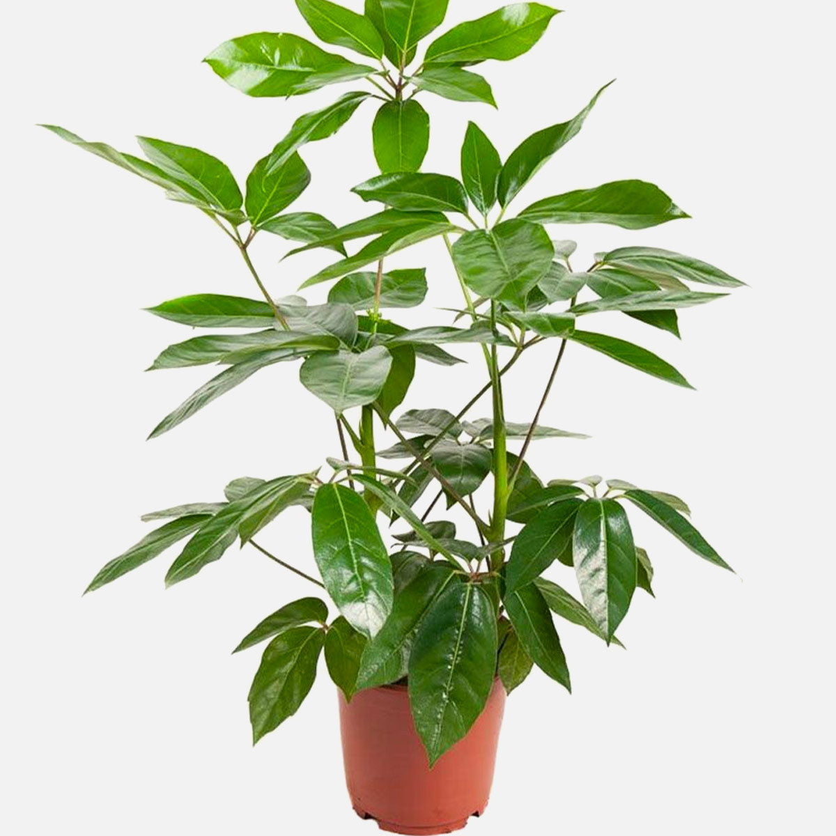 Schefflera Amate Flower | Best Flower Site