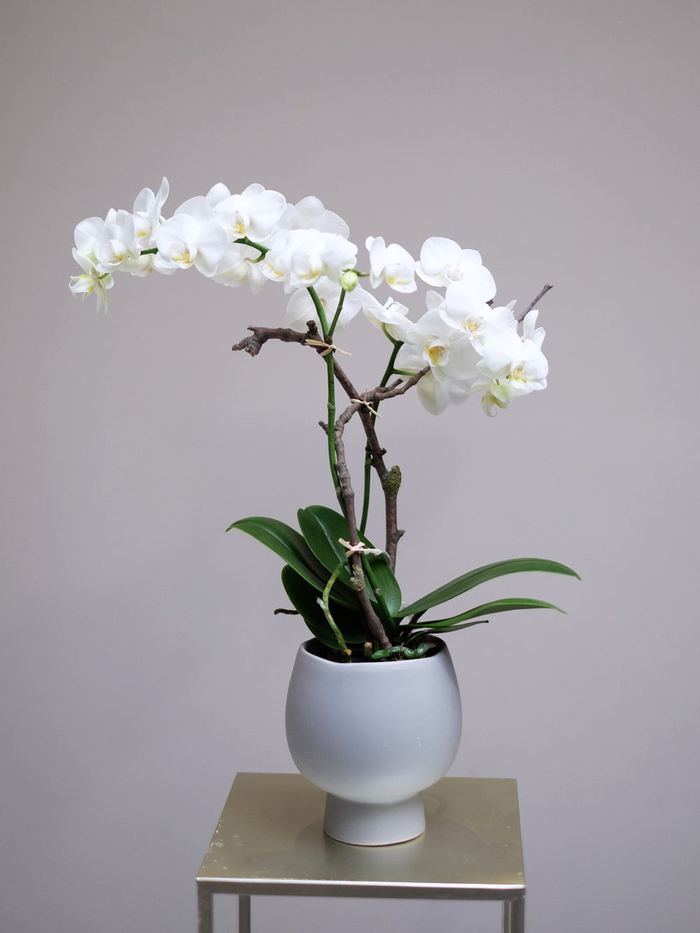 Sabrina | White Orchid Arrangement | Same-Day London Flower Delivery