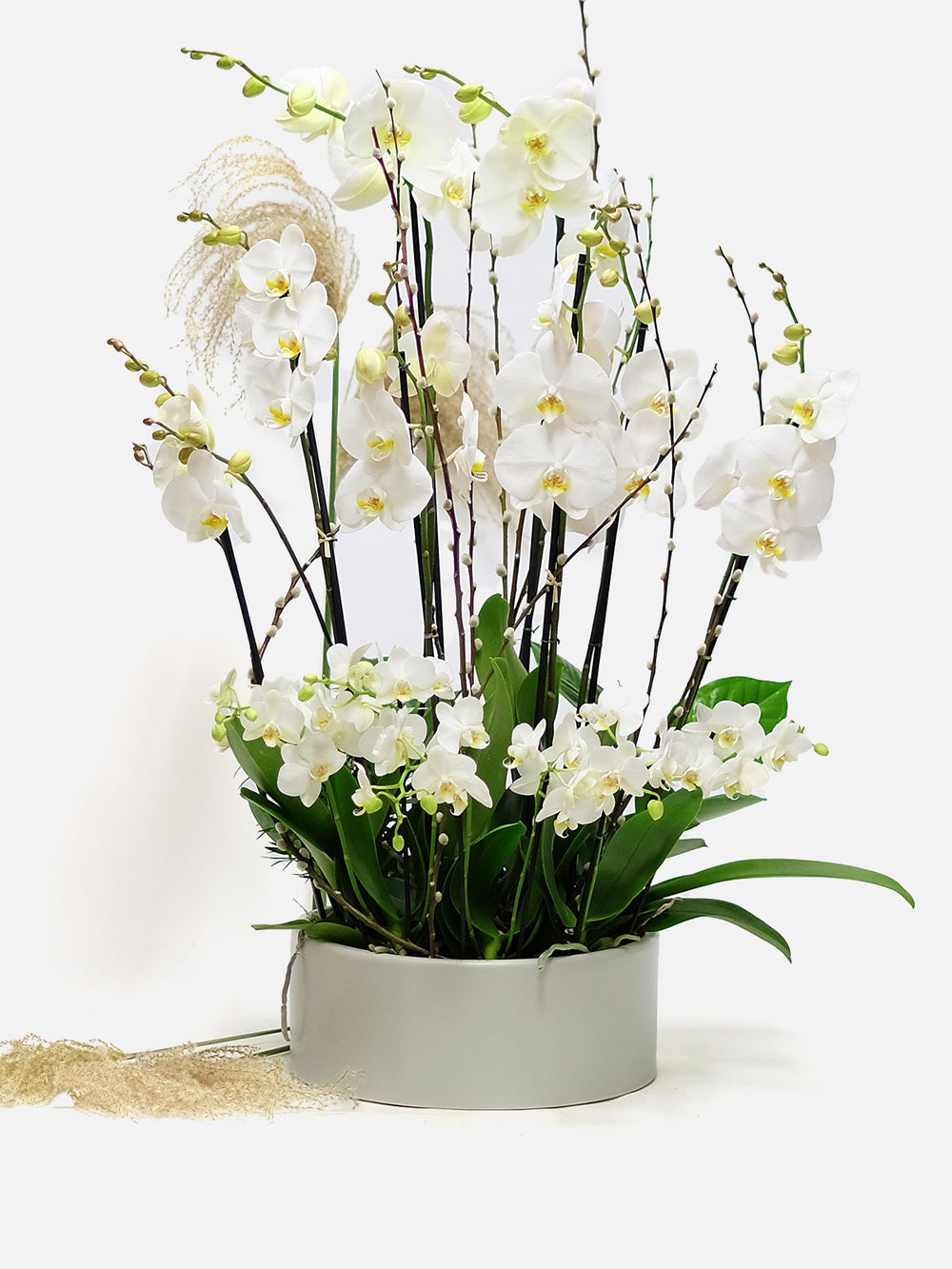Luxury White Orchid | London Flower Delivery | Orchid Delivery London